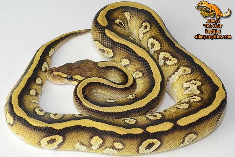 Mojave Yellow Belly Cypress Available Now! Live Fuzzy Ball Python by Albey's "Too Cool" Reptiles ...