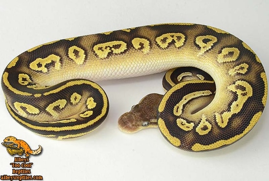 Pastel Mojave Black Head Red Gene Ringer Gene Available Now Ball Python ...