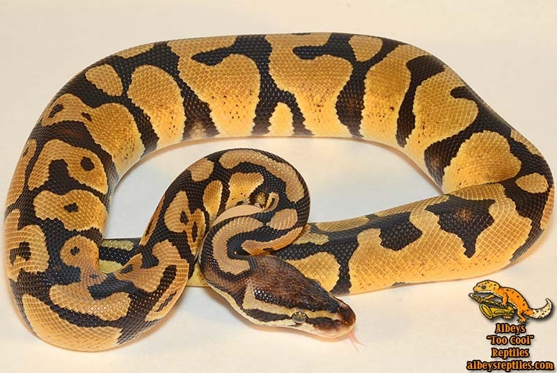Orange Dream Pastel Ball Python by Albey's "Too Cool" Reptiles ...