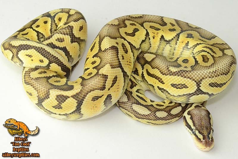 Super Pastel NOCO Line Special Available Now Ball Python by Albey's "Too Cool" Reptiles ...