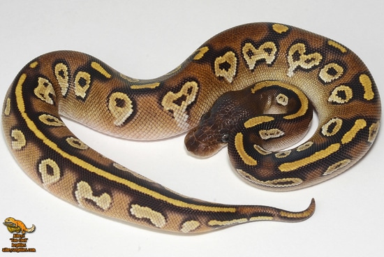 Black Head Mojave Red Gene Ringer Gene Ball Python by Albey's "Too Cool ...