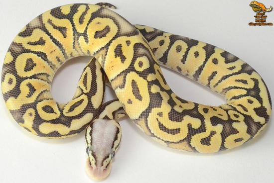 Super Pastel NOCO Line Special Available Now Ball Python by Albey's "Too Cool" Reptiles