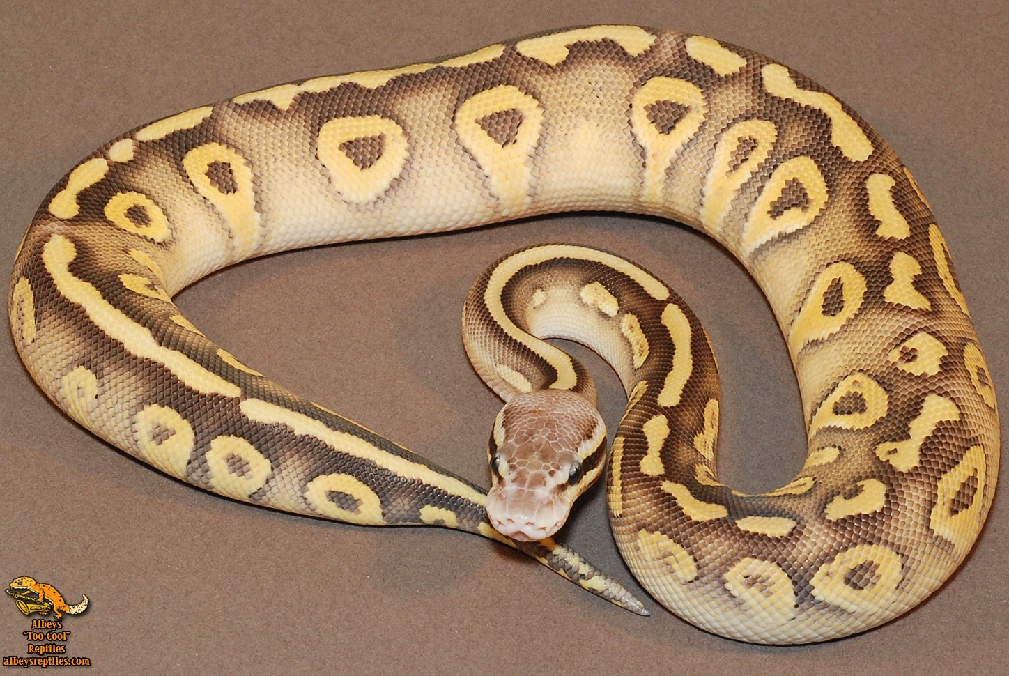 Super Pastel Mojave Yellow Belly Ball Python by Albey's "Too Cool ...