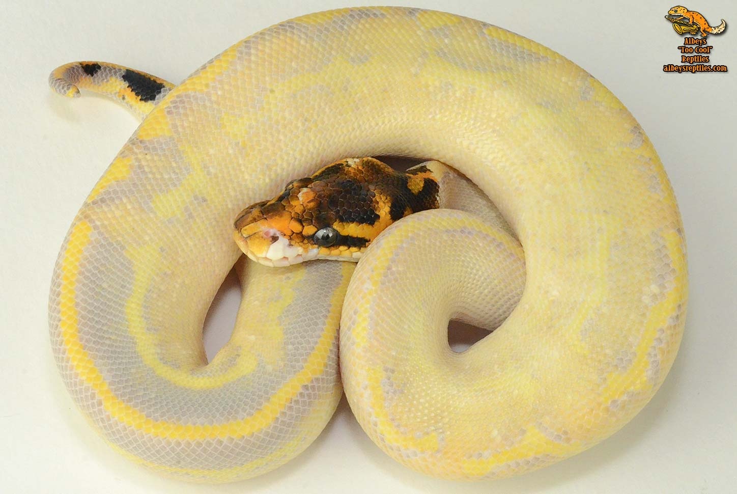 Paradox Ivory Leopard Available Now Ball Python by Albey's "Too Cool" Reptiles - MorphMarket