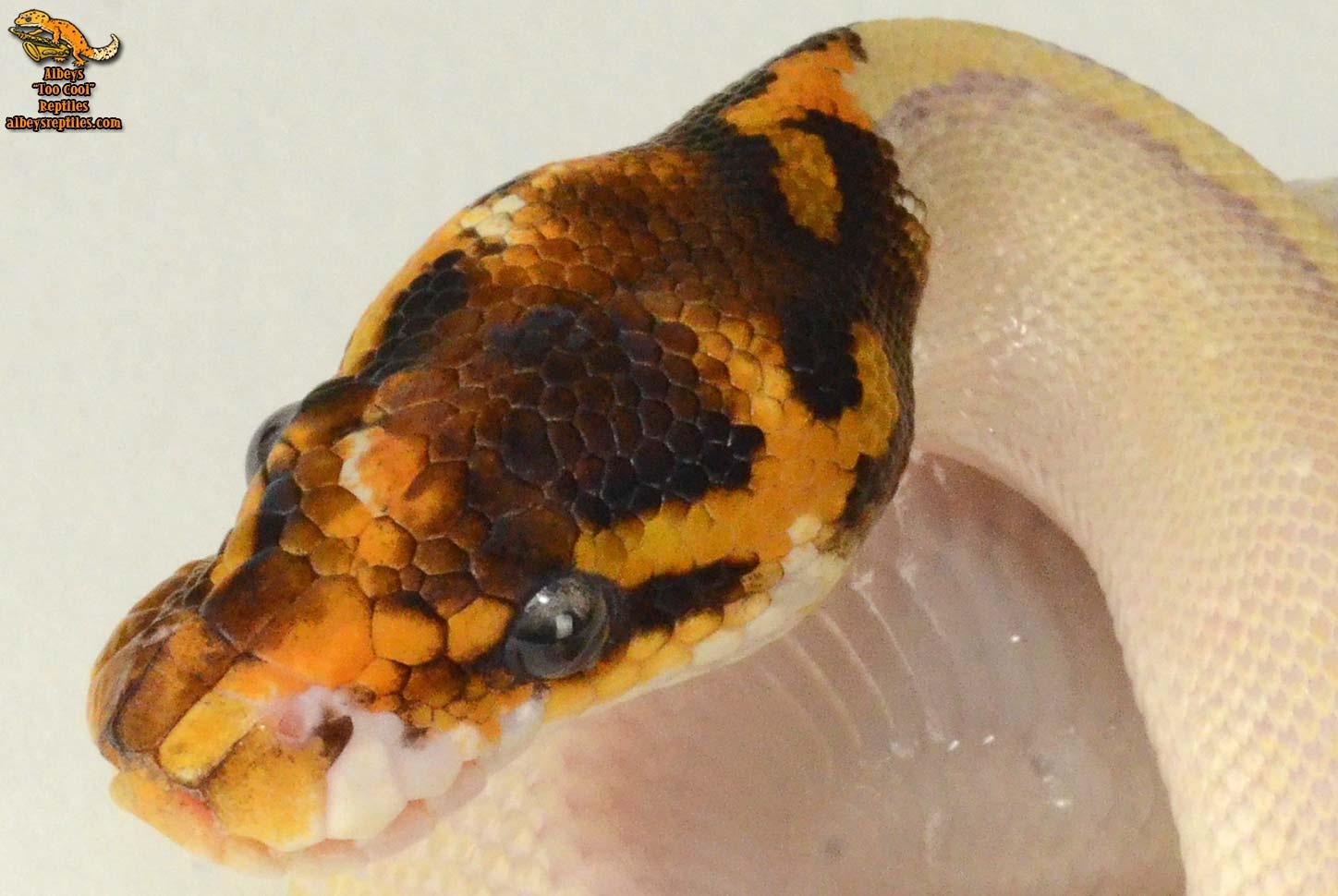 Paradox Ivory Leopard Available Now Ball Python by Albey's "Too Cool ...