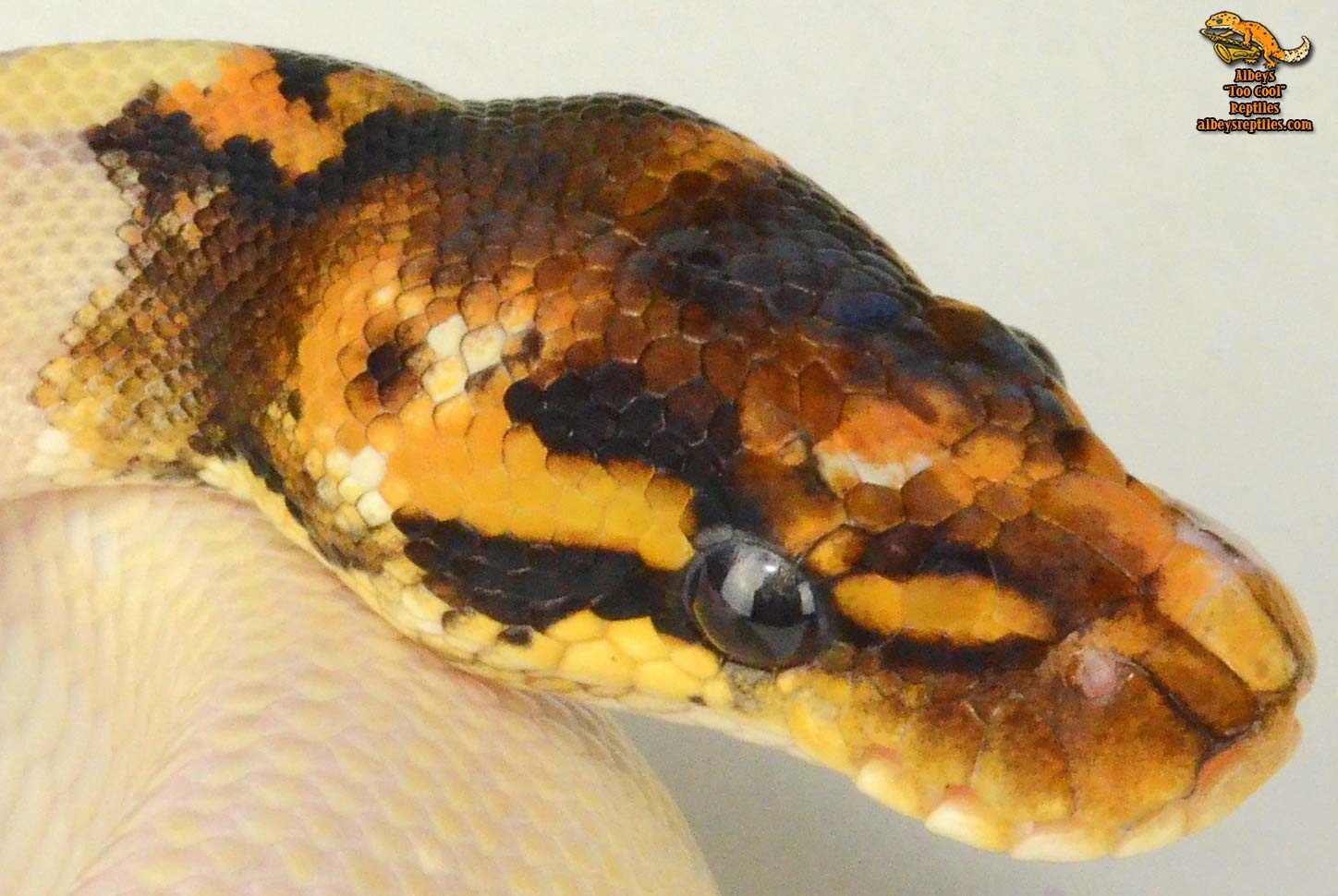 Paradox Ivory Leopard Available Now Ball Python by Albey's "Too Cool ...