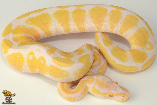 Albino Available Now Ball Python by Albey's "Too Cool" Reptiles