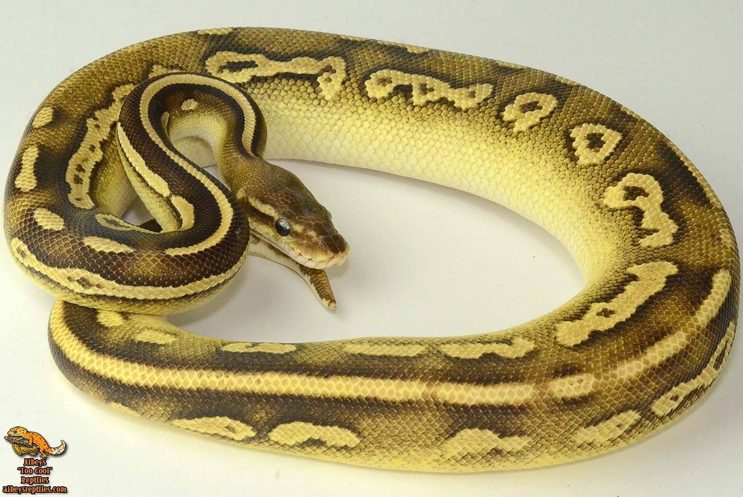 Pastel Mojave Yellow Belly Black Head Red Gene Ringer Gene Het Hypo ...