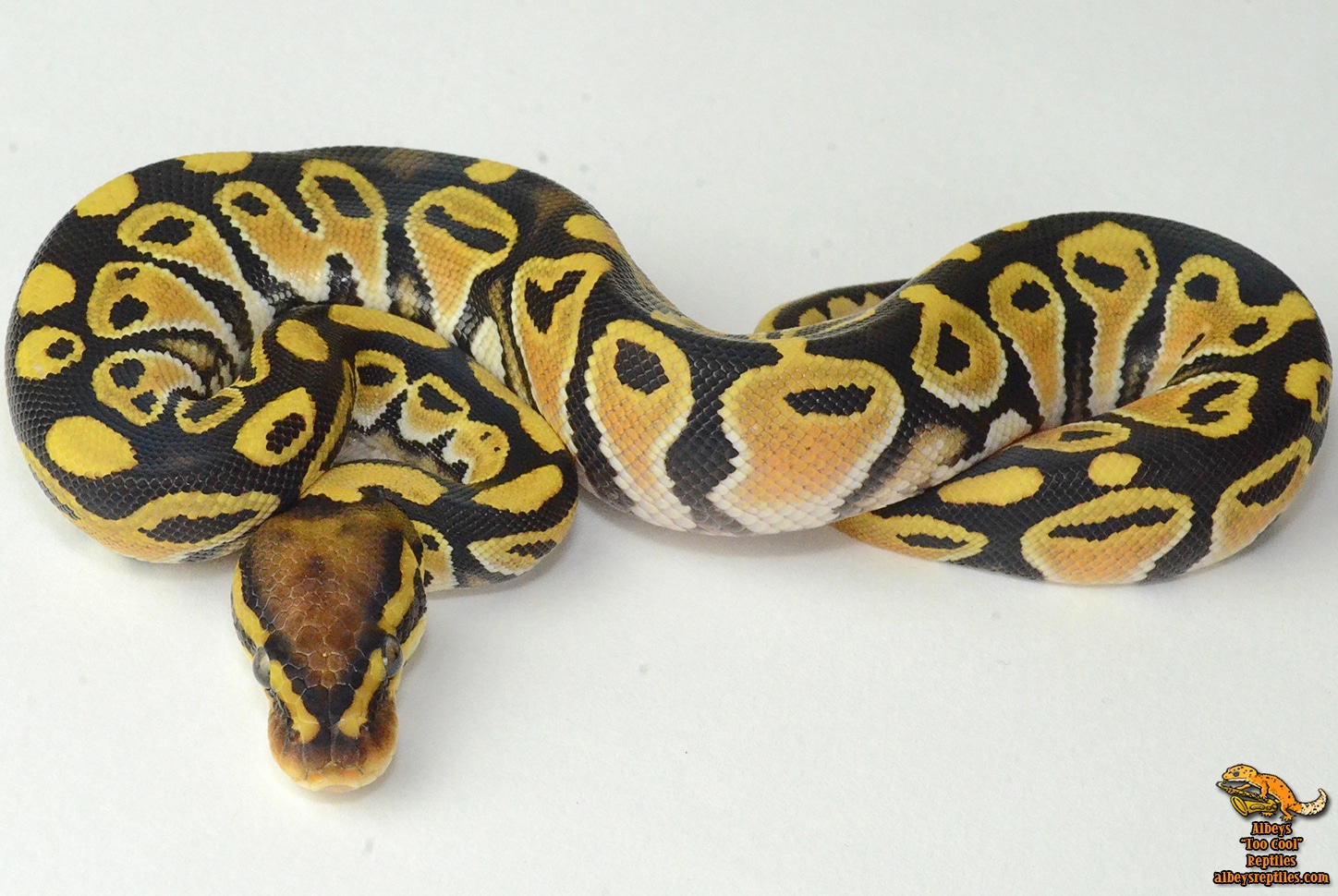 Orange Dream Lace Probable Mocha Available Now Ball Python by Albey's ...