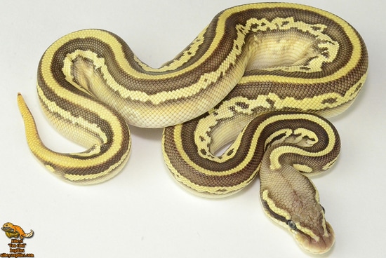 Orange Dream Pastel Lesser Leopard Available Now Ball Python by Albey's ...