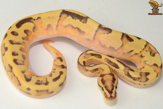 Orange Dream Disco Inferno Available Now Ball Python by Albey's "Too ...