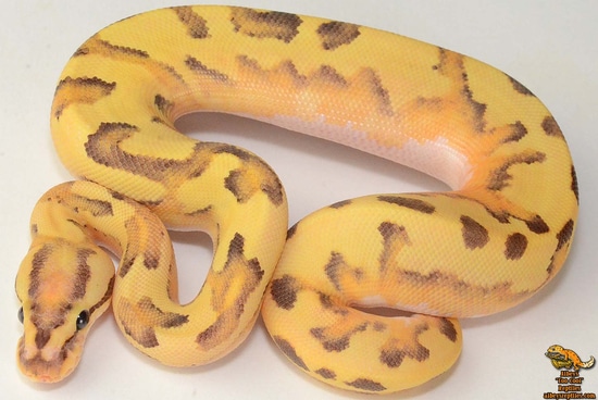 Orange Dream Disco Inferno Available Now Ball Python by Albey's "Too ...