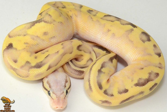 Super Pastel Orange Dream Disco Inferno Available Now Ball Python by ...