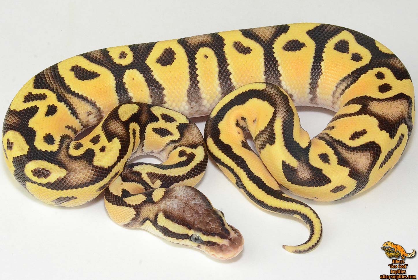 Orange Dream Pastel Fire Available Now Ball Python by Albey's "Too Cool ...