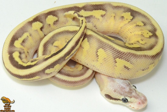 Pastel Fire Specter Gravel Available Now Ball Python by Albey's "Too ...