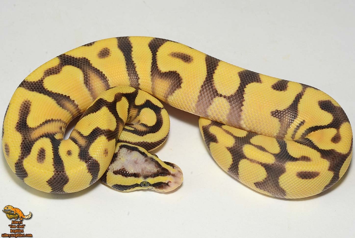 Orange Dream Enchi Pastel Yellow Belly Desert Ghost Available Now Ball ...