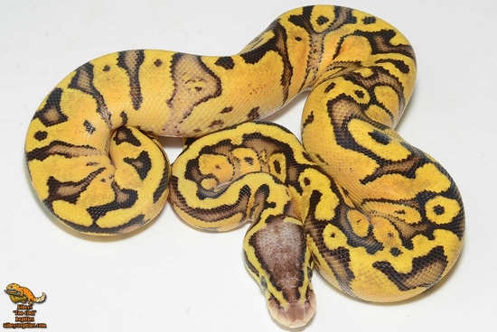 Super Red Stripe Pastel Yellow Belly Available Now Ball Python by Albey ...