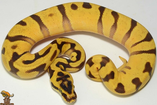 Super Enchi Pastel Orange Dream Yellow Belly Het Desert Ghost Available ...