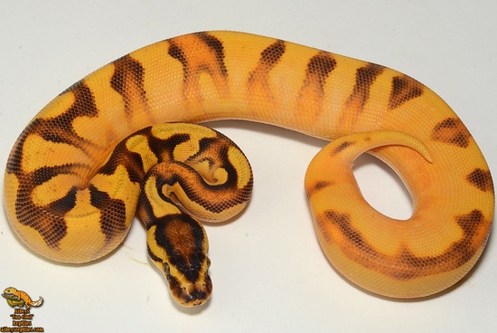 Super Orange Dream Enchi Calico Yellow Belly Available Now Ball Python ...