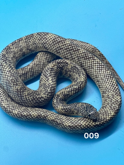 Golden Florida King Florida Kingsnake by US Reptile