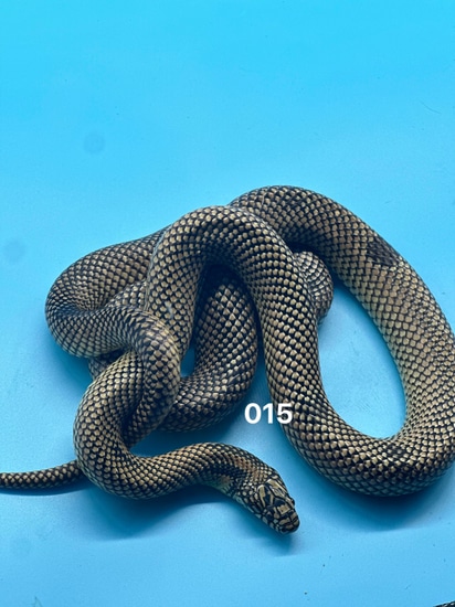 Blotched Het Albino Patternless Apalachicola Kingsnake by US Reptile