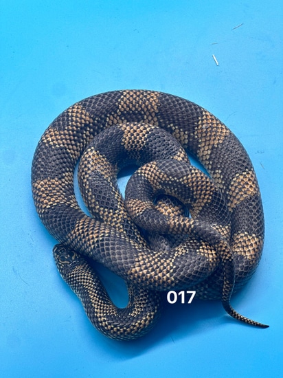 Blaze Goini Apalachicola Kingsnake by US Reptile