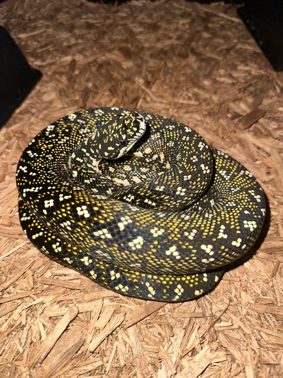F1 GV X F3 SDZ Diamond Python Diamond Carpet Python by LAexotics