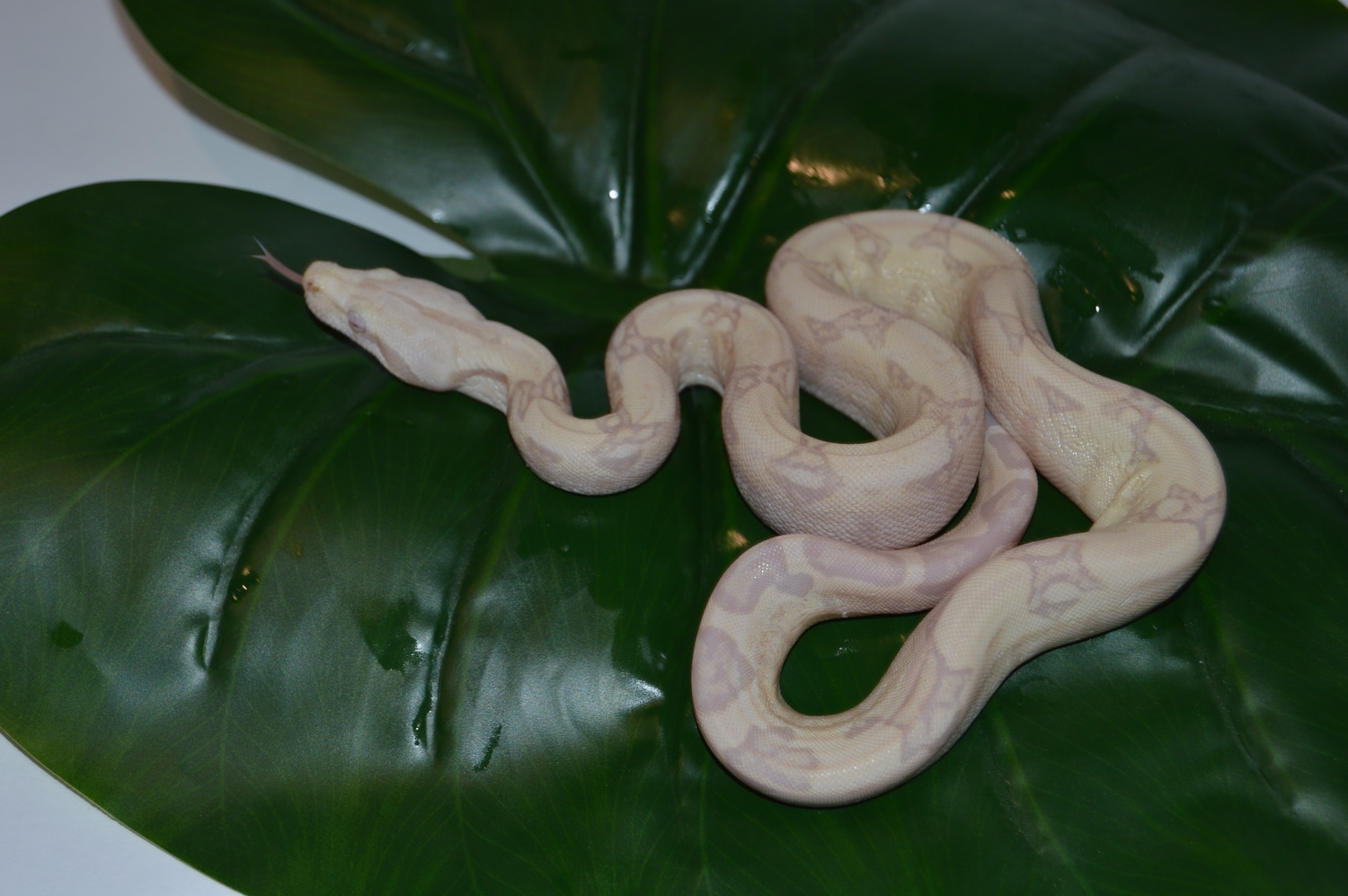 '21 Moonglow Boa Constrictor by Jake’s Snakes - MorphMarket