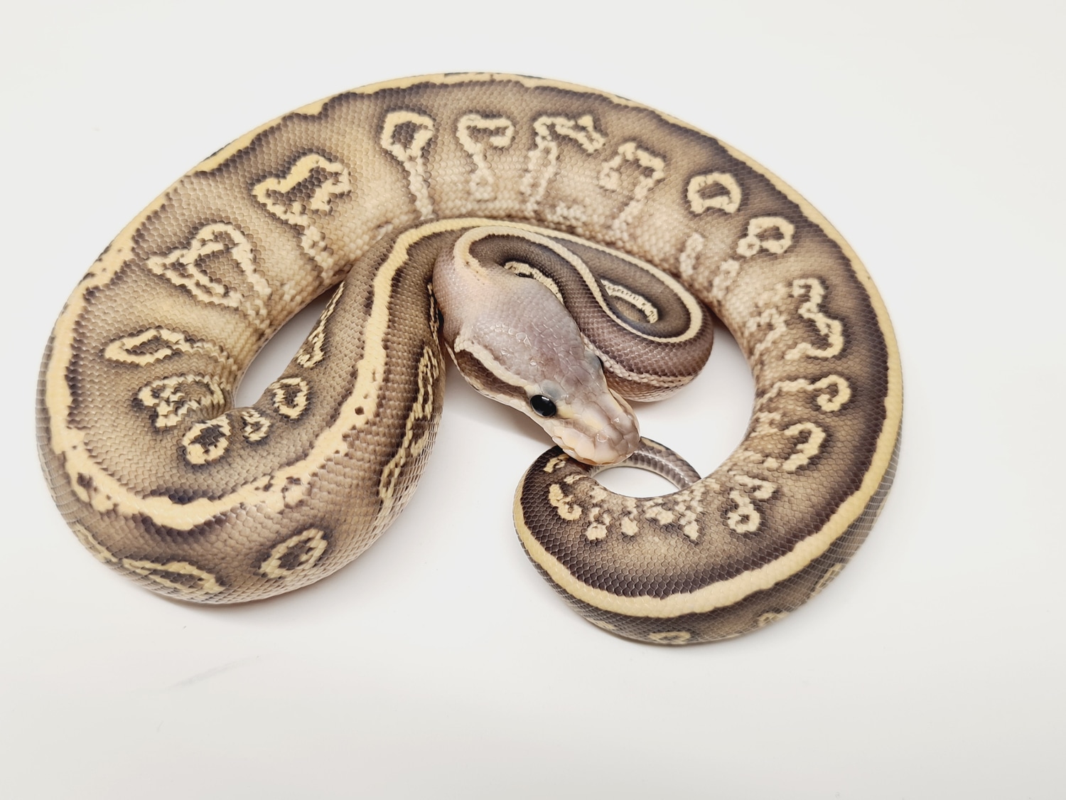Black Pastel Confusion Butter Hypo Ball Python by Albinoreptiles ...