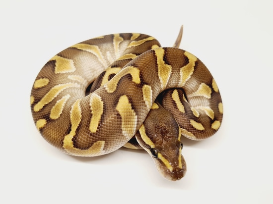 Chocolate Butter Dh Rainbow Hypo Ball Python by Albinoreptiles