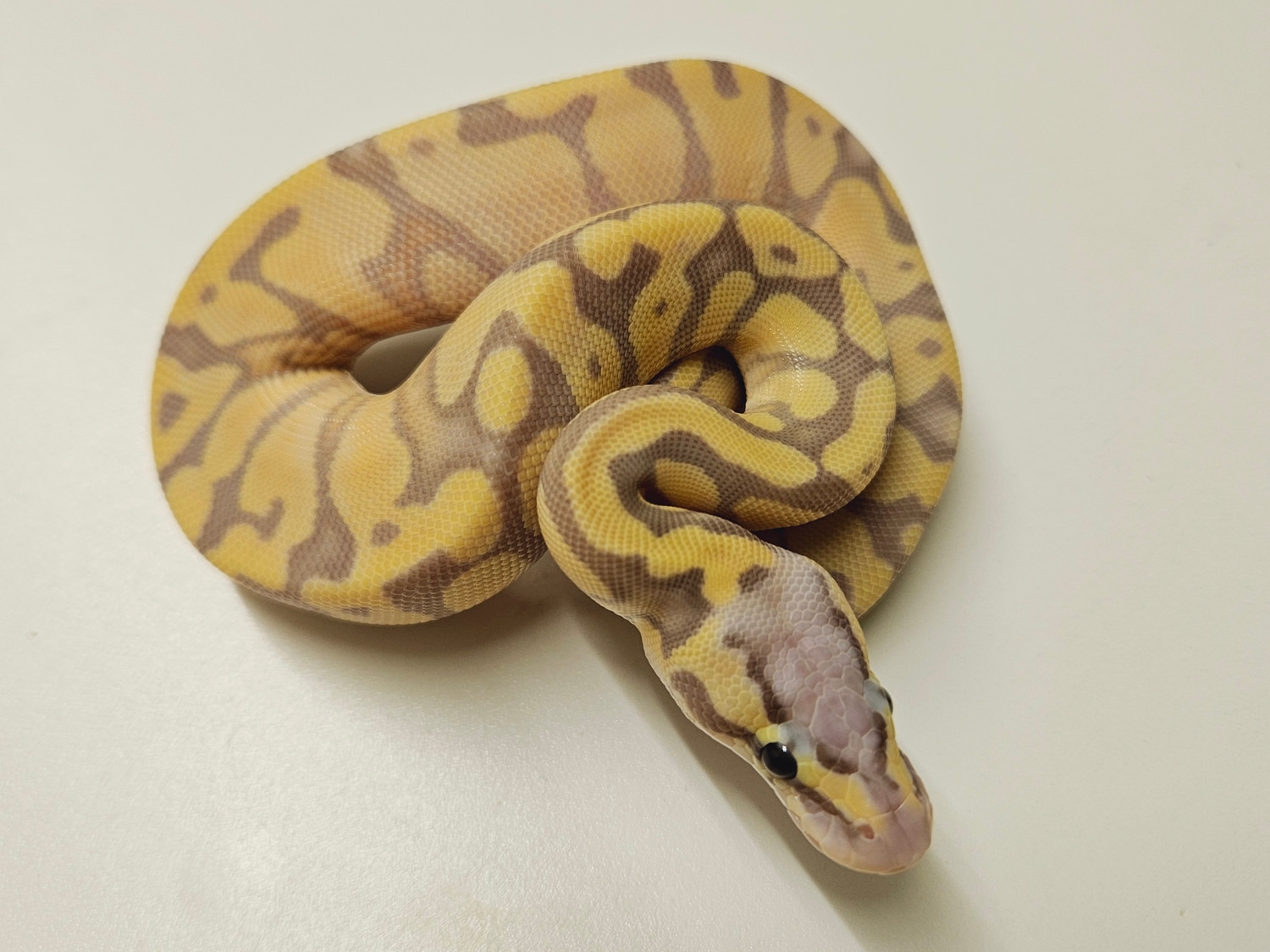 Pastel Banana Desert Ghost Ball Python by Albinoreptiles - MorphMarket