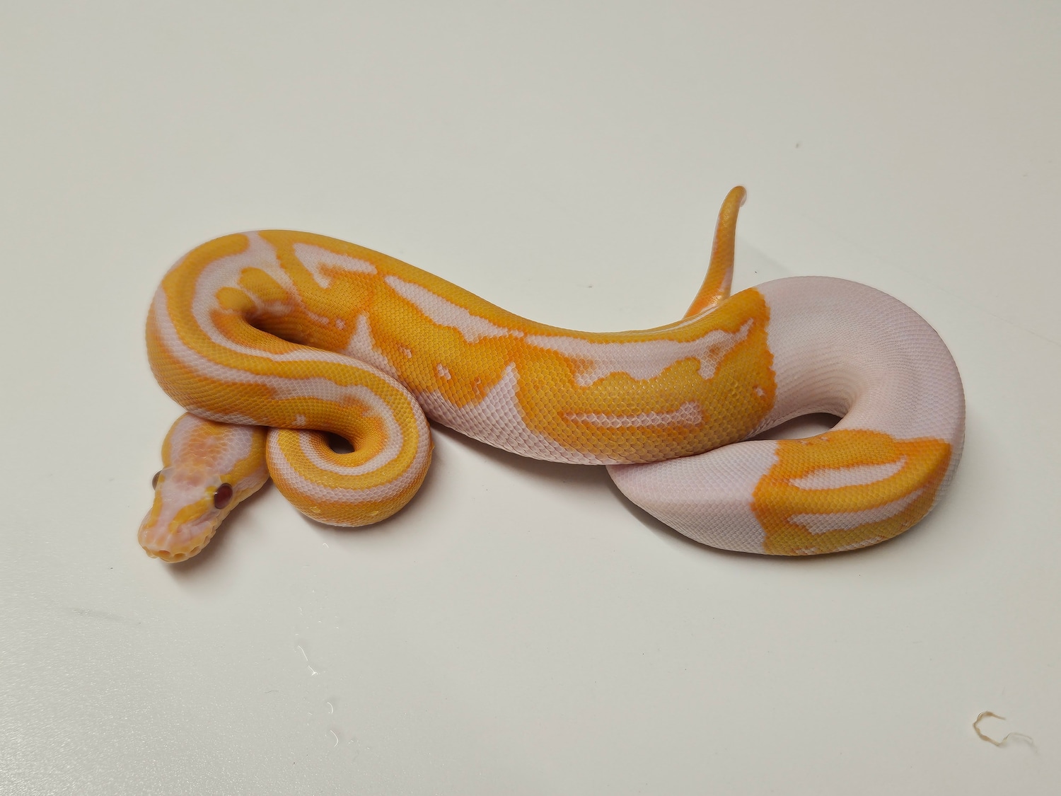 Lavender Pied Ball Python by Albinoreptiles - MorphMarket