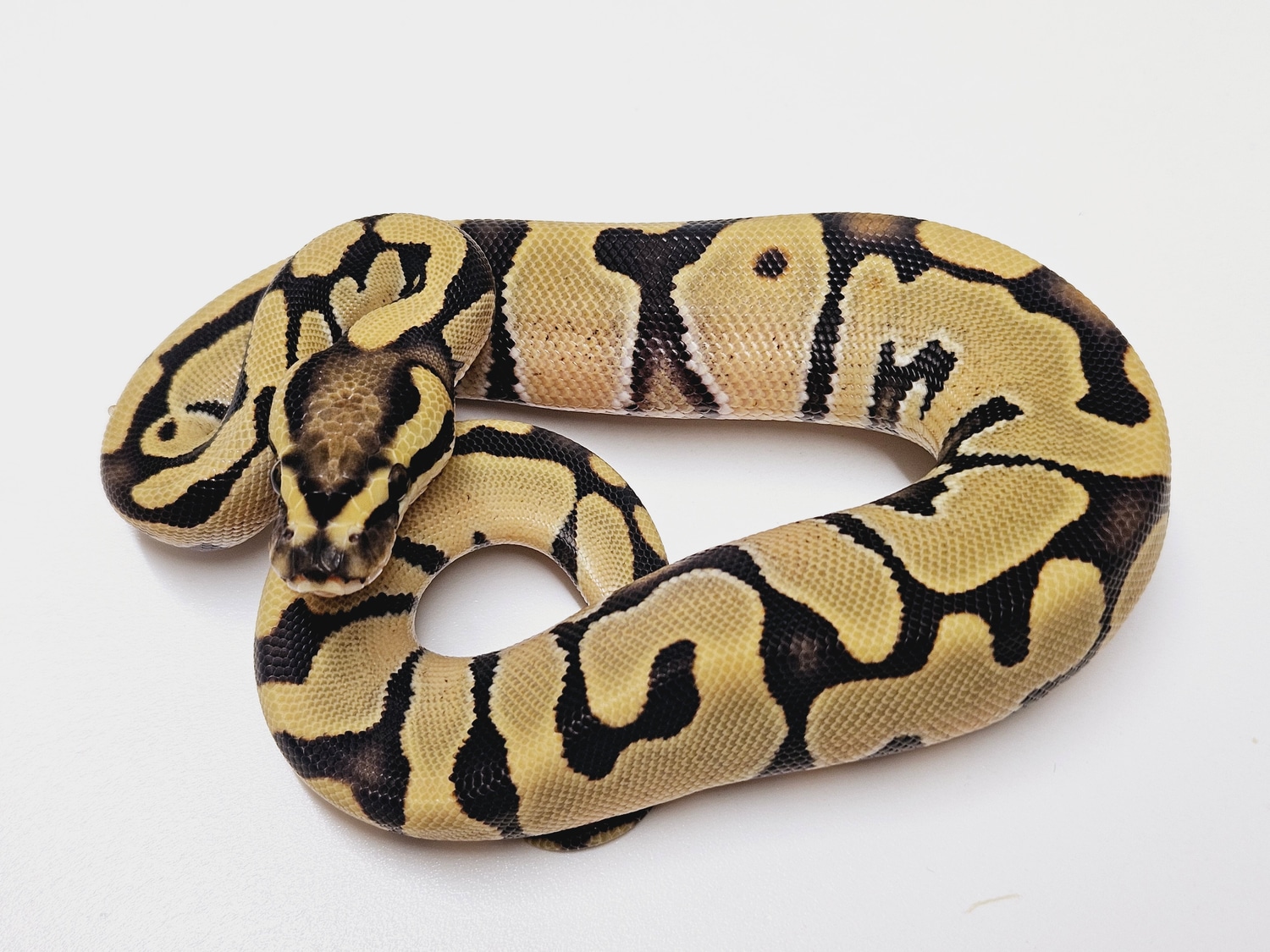 Enchi Desert Ghost Het Hypo Ball Python by Albinoreptiles - MorphMarket