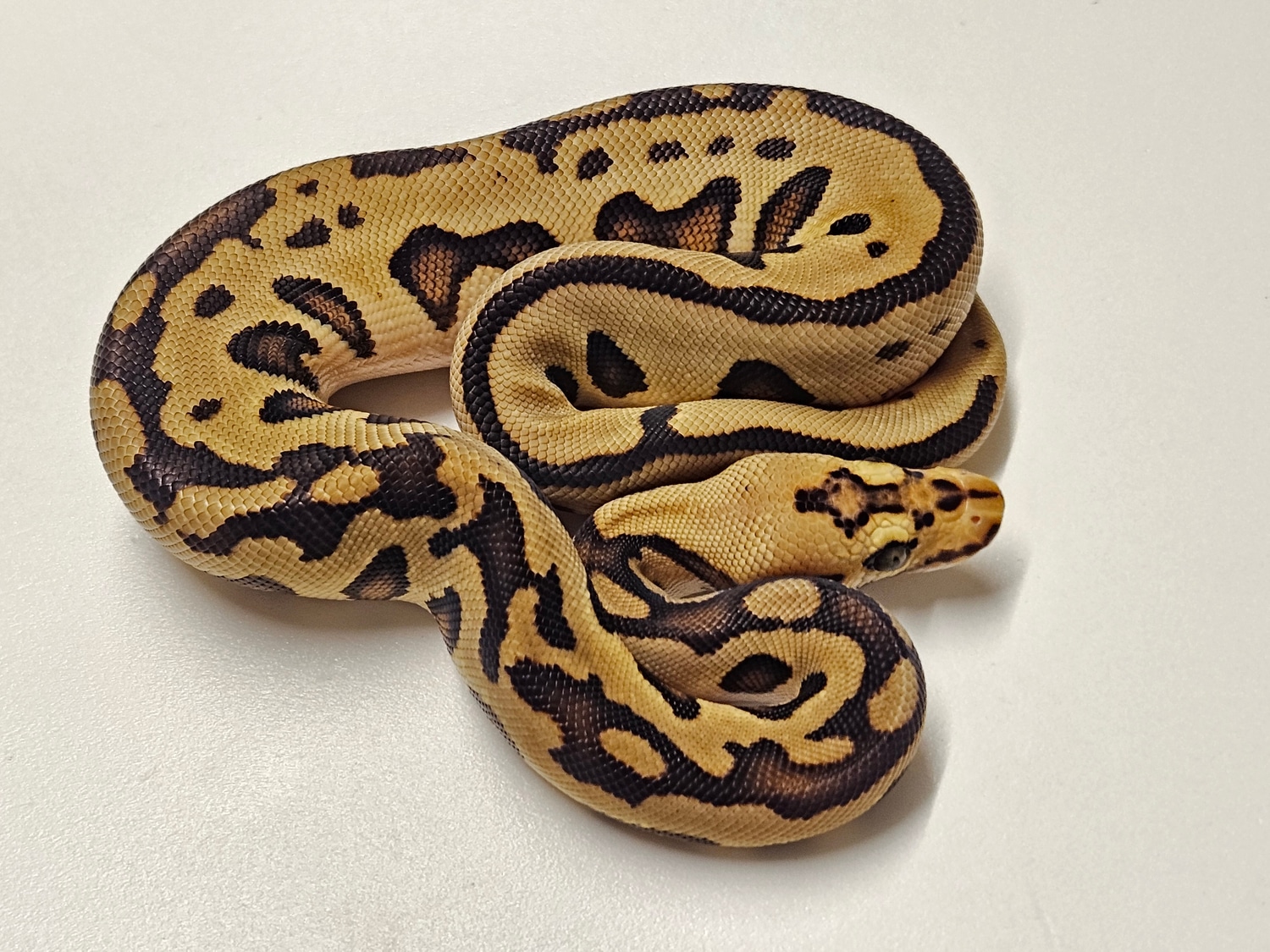 Enchi Batman Yb Ball Python by Albinoreptiles - MorphMarket