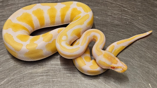 Albino Desert Ghost Monarch Ore Het Monarch Ball Python by Albinoreptiles