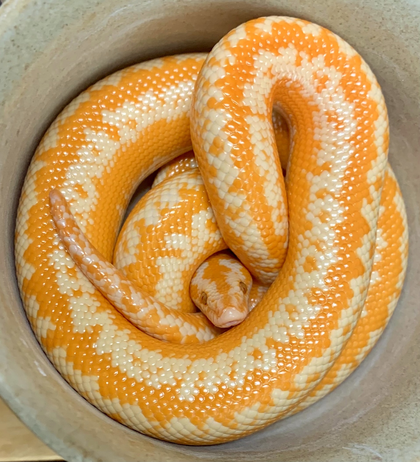 Coastal Albino Rosy Boa by Rosy Boa Morphs - MorphMarket