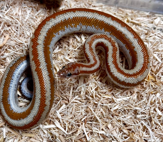 PossHet Goldbarg Albino Paradox GENE/ Axanthic Rosy Boa by Rosy Boa Morphs