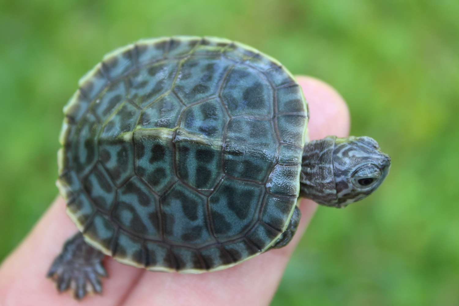 Charcoal Hieroglyphic Cooter Poss Het Albino Slider Turtle by ...