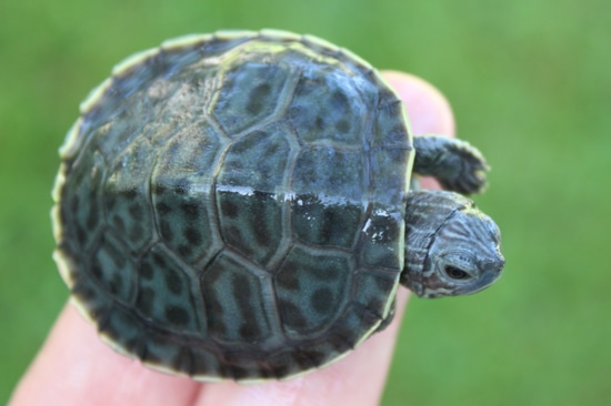 Charcoal Hieroglyphic Cooter Slider Turtle by Albinoturtles.com