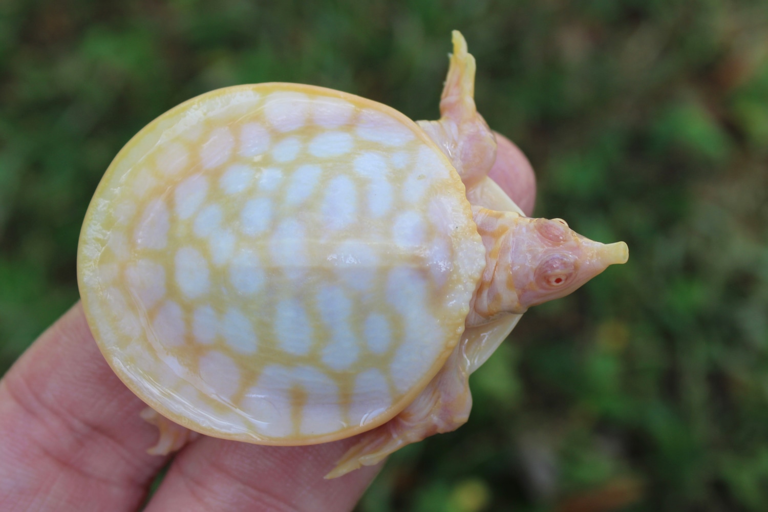 Albino Florida Softshell Turtle by Albinoturtles.com - MorphMarket
