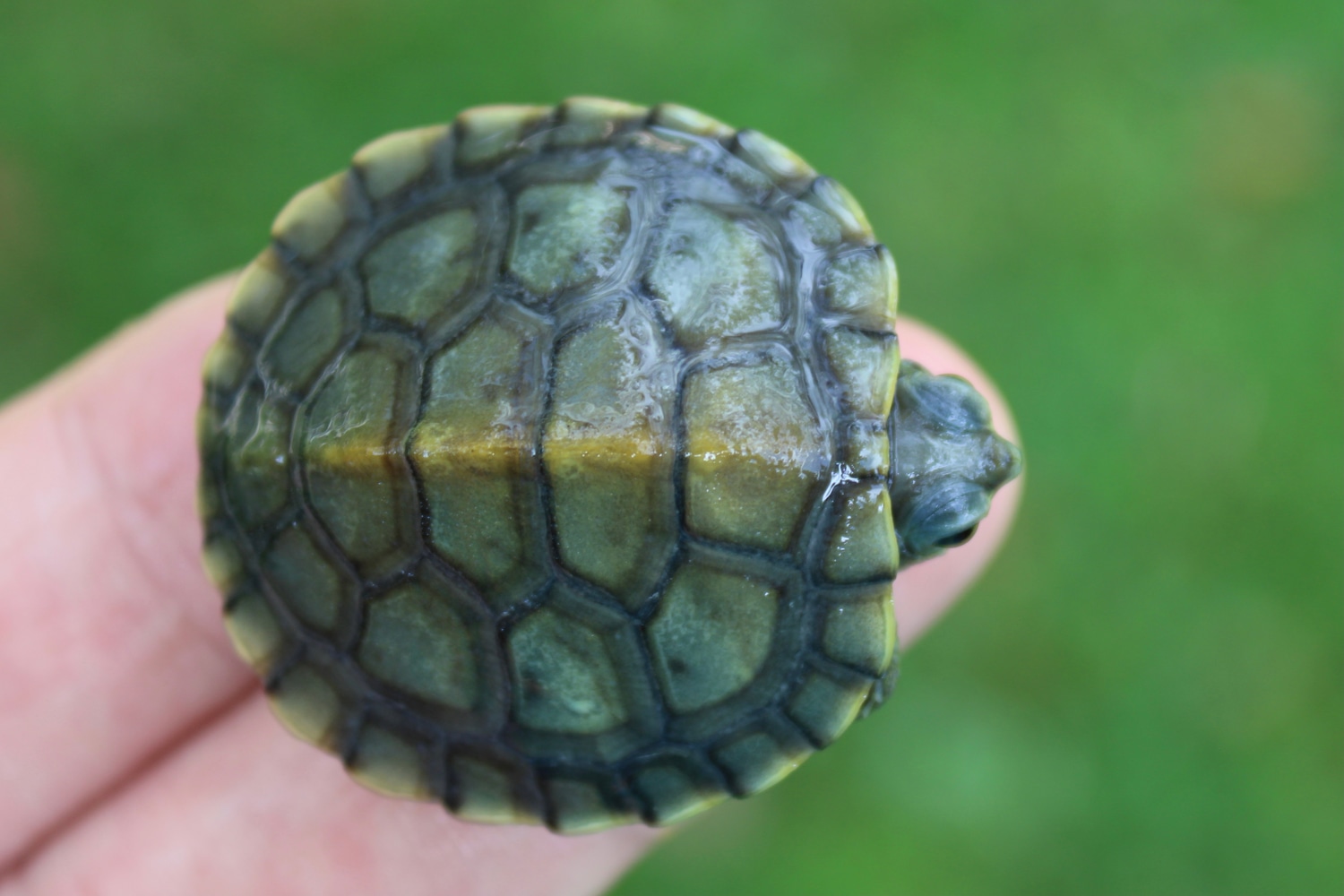 Charcoal Red Ear Slider Slider Turtle by Albinoturtles.com - MorphMarket