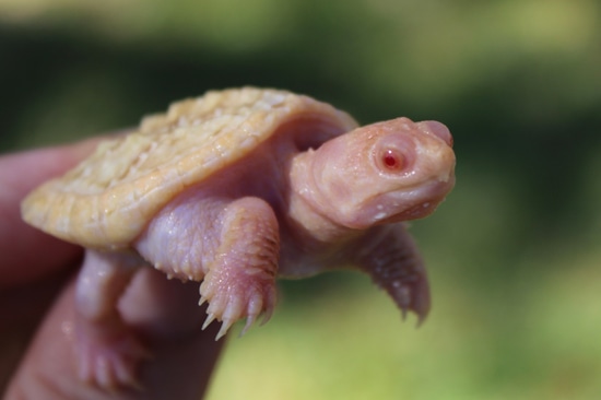 Albino Snapping Turtle by Albinoturtles.com