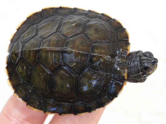 Charcoal Hieroglyphic River Cooter Pond Turtle by Albinoturtles.com