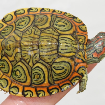 Albinoturtles.com - MorphMarket