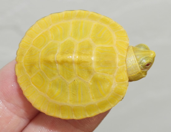 Lemon Lime Rio Red Ear Slider Slider Turtle by Albinoturtles.com