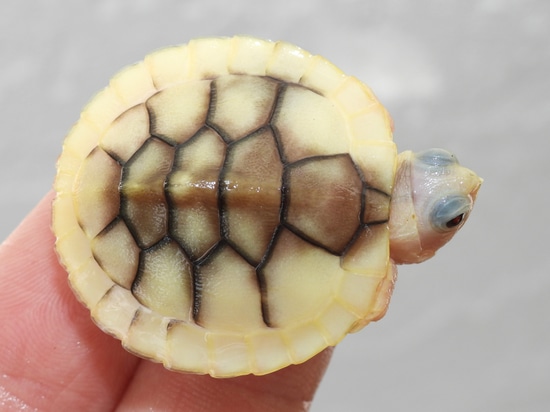 Caramel Pink Red Ear Slider Slider Turtle by Albinoturtles.com