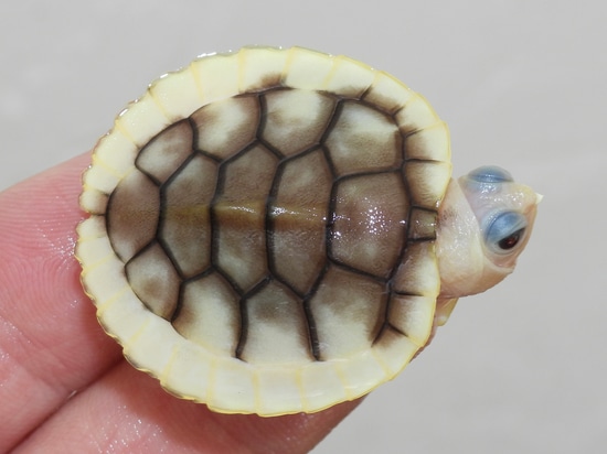 Caramel Pink Red Ear Slider Slider Turtle by Albinoturtles.com