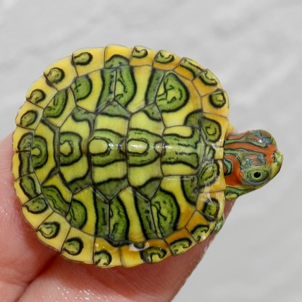 Albinoturtles.com - MorphMarket