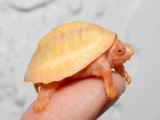 Albino Razorback Musk Turtle Mud & Musk Turtles by Albinoturtles.com
