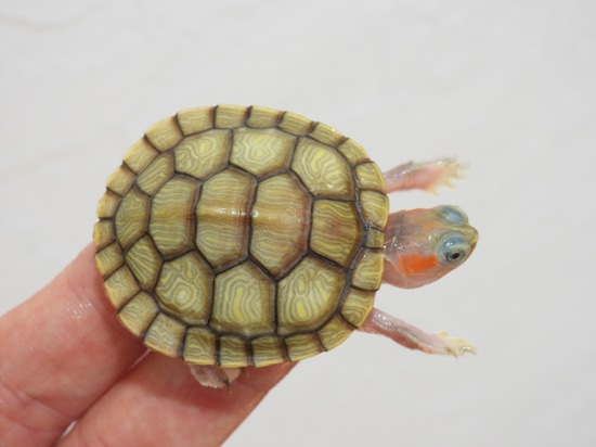 Hybino Red Ear Slider Slider Turtle by Albinoturtles.com